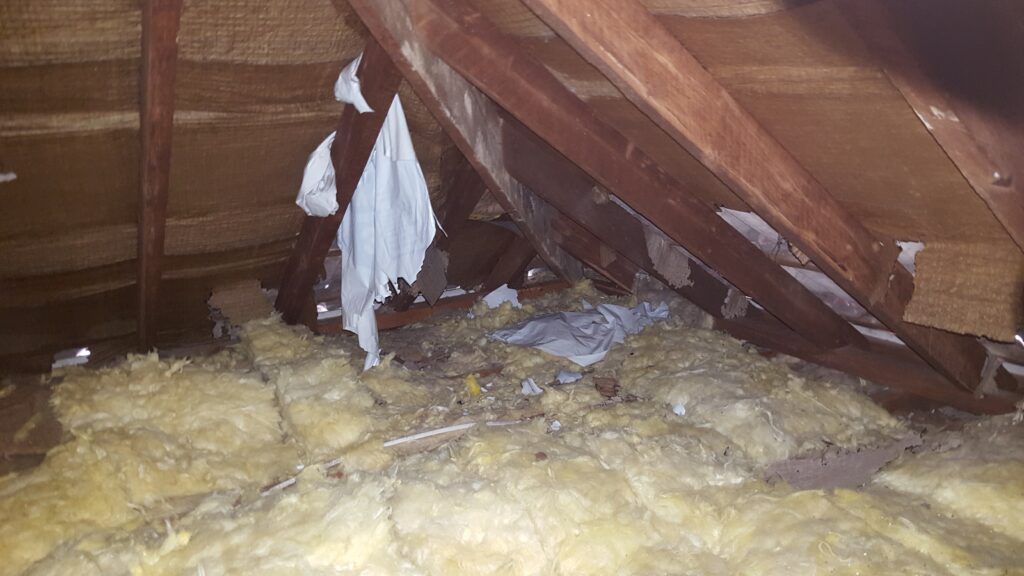 Can Squirrels Infest & Damage Properties? | Pest ID