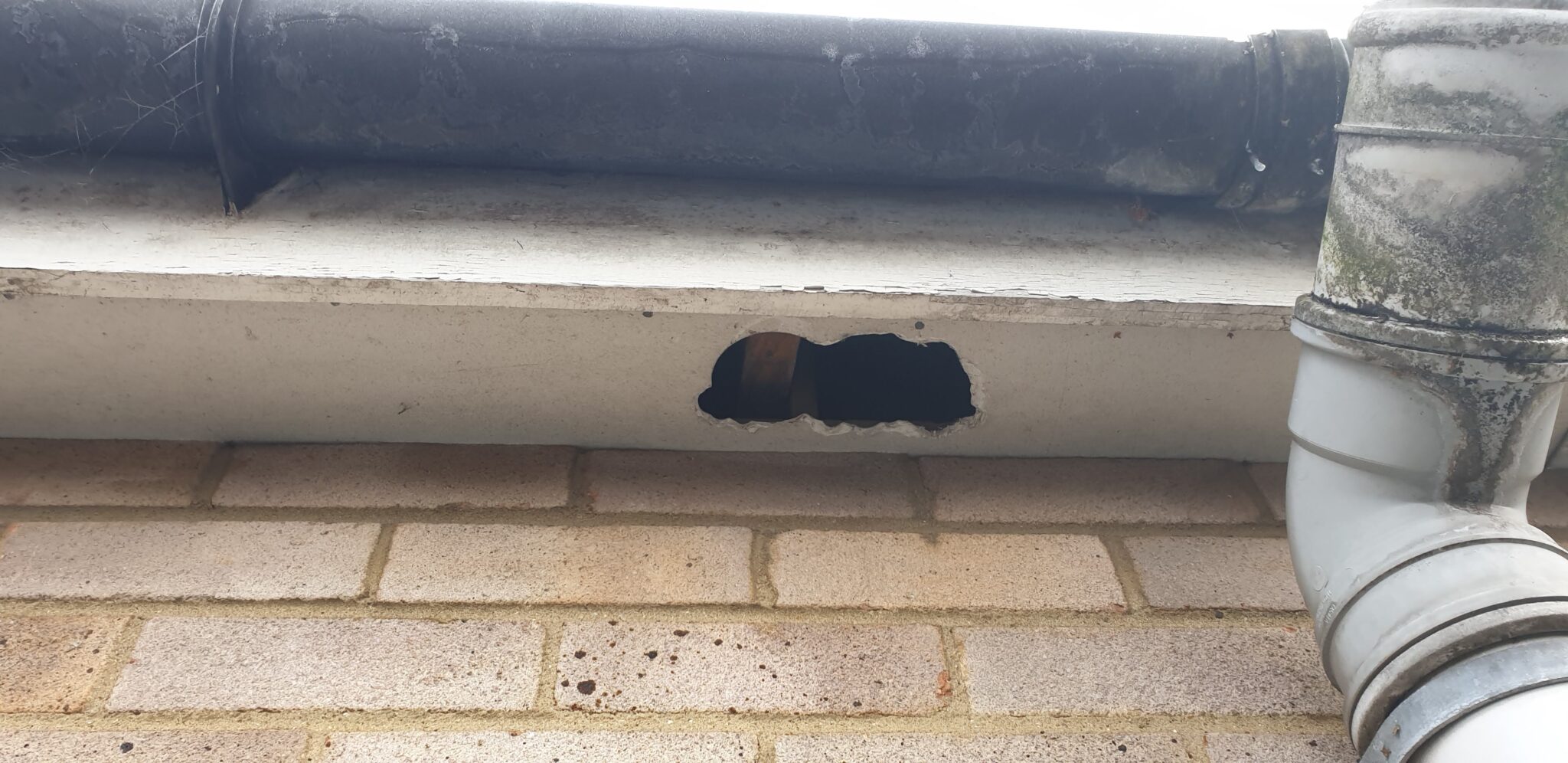 Can Squirrels Infest & Damage Properties? | Pest ID