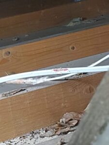 Can Squirrels Infest & Damage Properties? | Pest ID