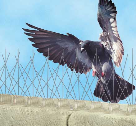 How To Get Rid Of Pigeons | Essex Bird Control | Pest ID Ltd