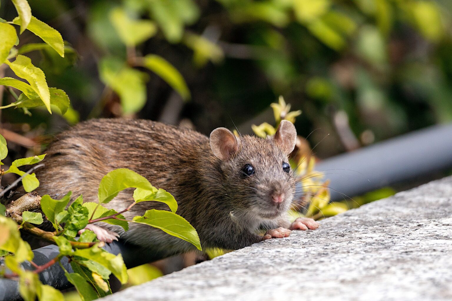 Why Drain Defects Lead to Rat Infestations | Pest ID